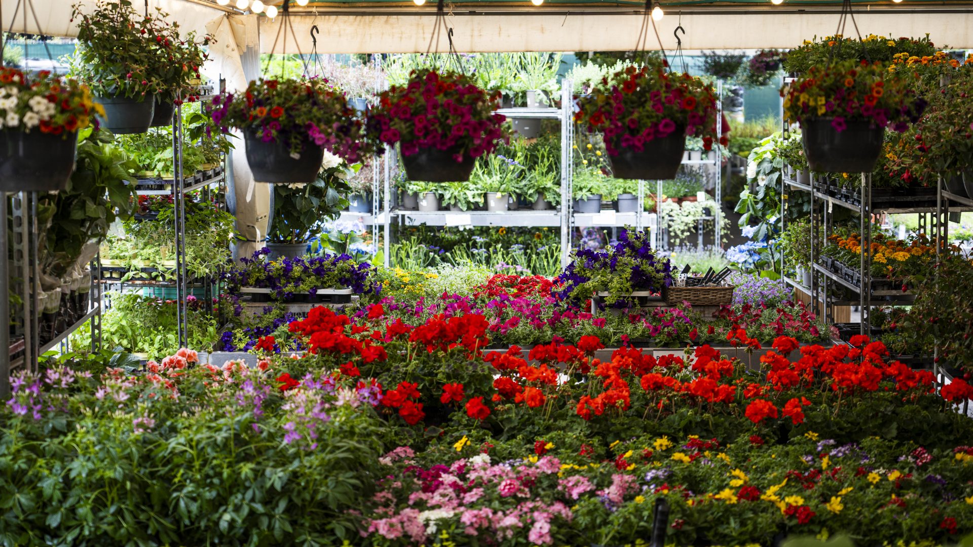 Pflanzen Blumen Hoffmann Hannover Pflanzen Blumen Hoffmann Hannover