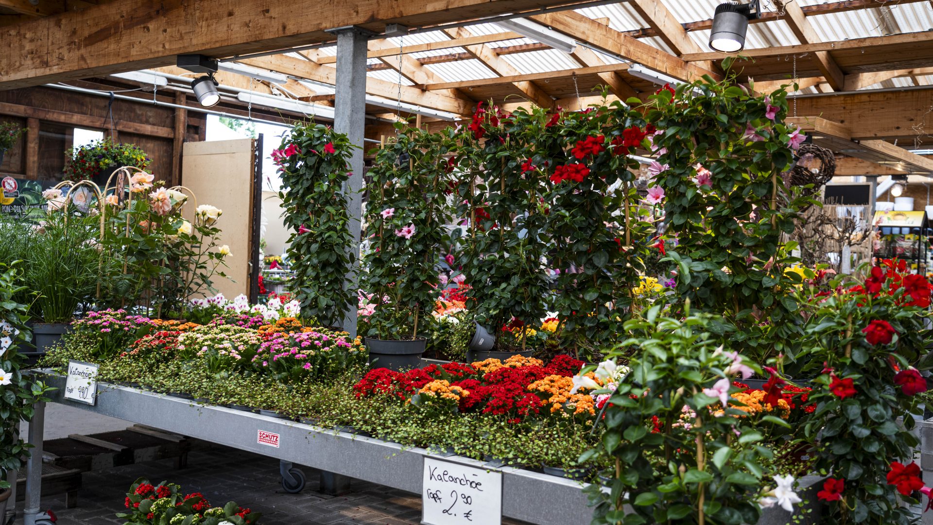 Pflanzen Blumen Hoffmann Hannover Pflanzen Blumen Hoffmann Hannover