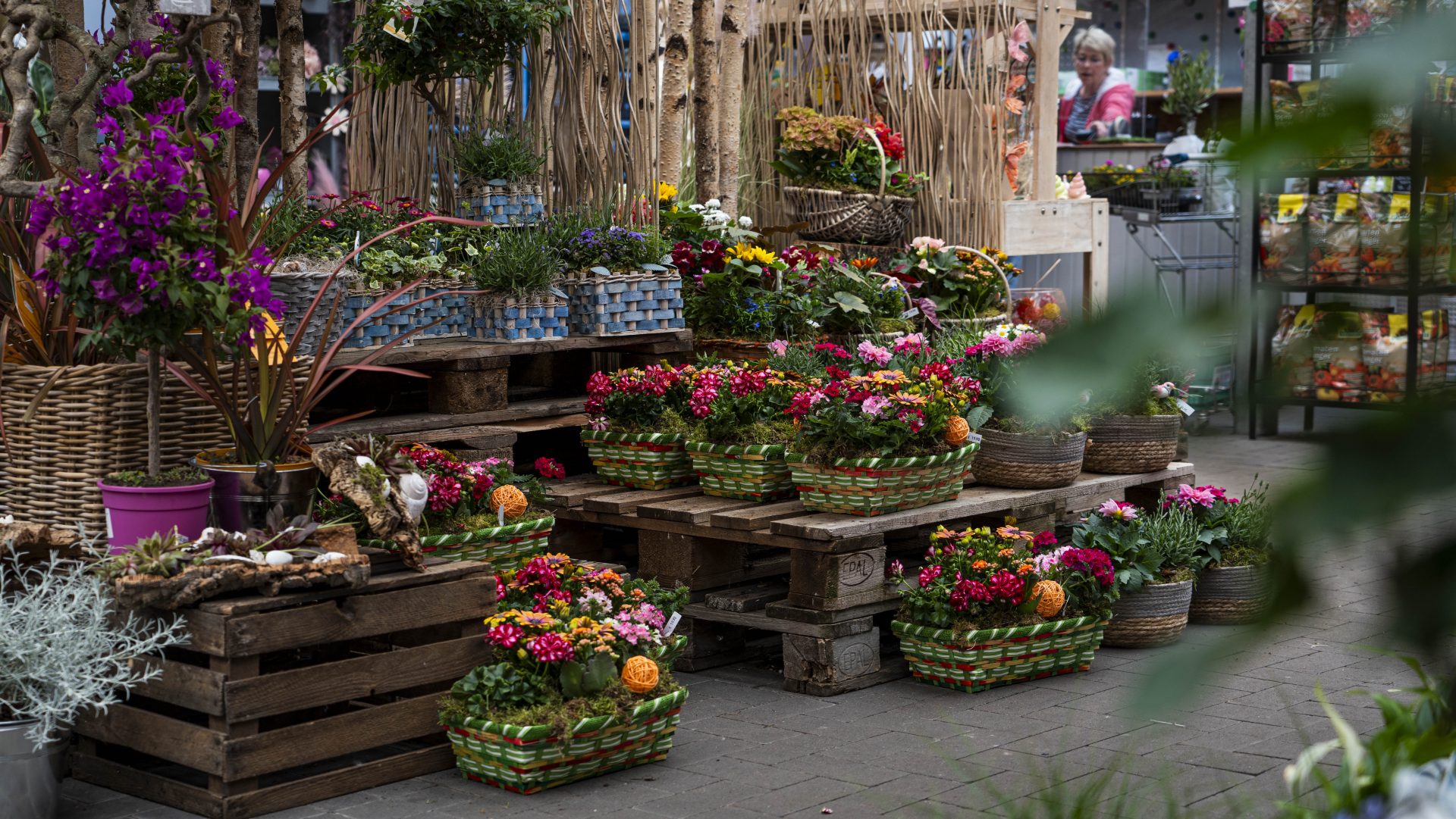 Pflanzen Blumen Hoffmann Hannover Pflanzen Blumen Hoffmann Hannover